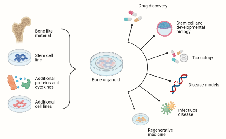What are organoids and why are they important? - Ossiform - W E PRINT BONE