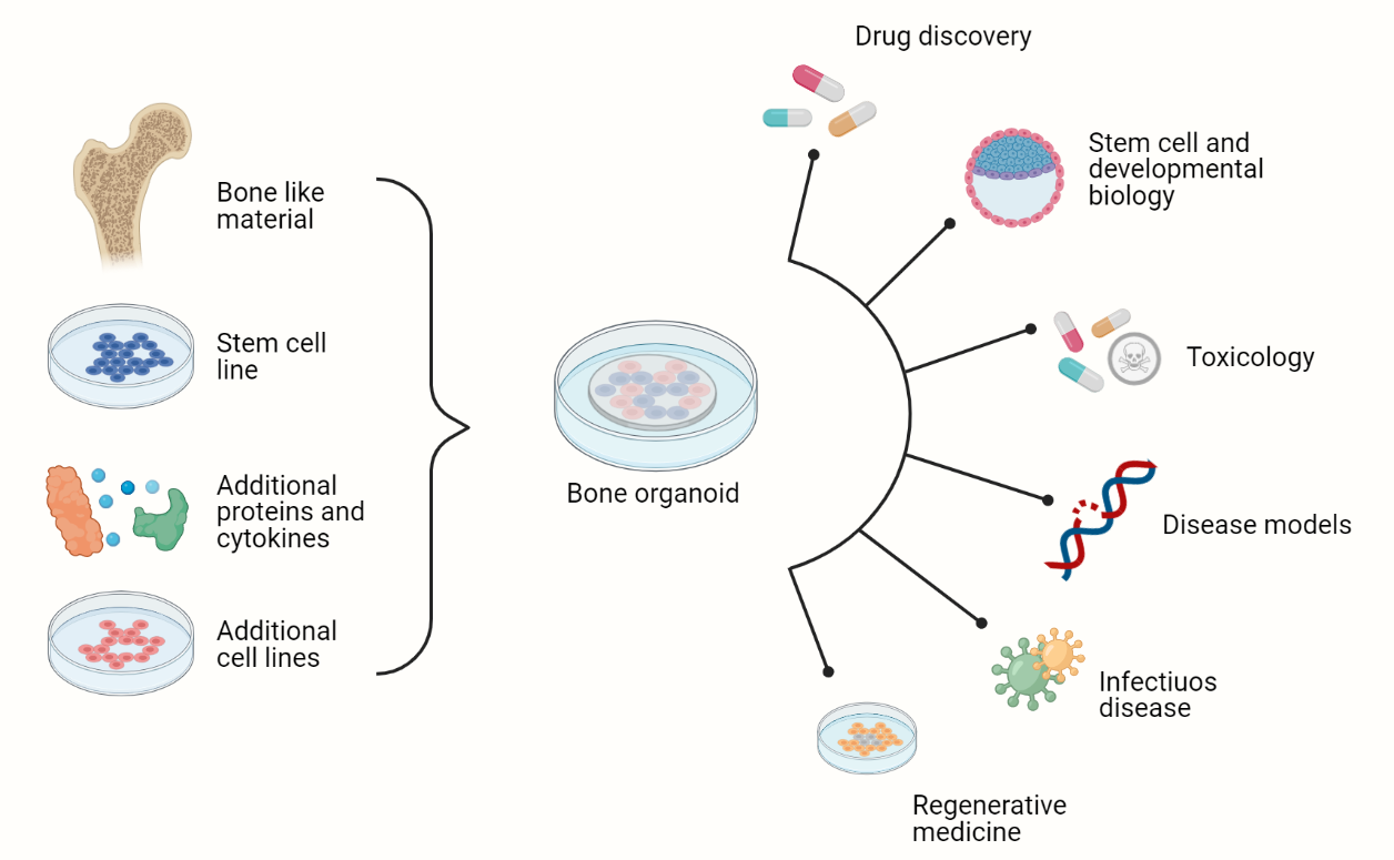 What are organoids and why are they important? - Ossiform - W E PRINT BONE
