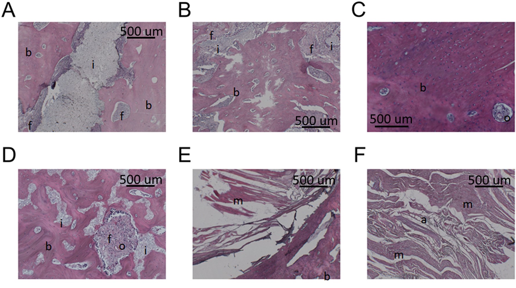 3D printed resorbable implants in the mandible of pigs - Ossiform - W E ...