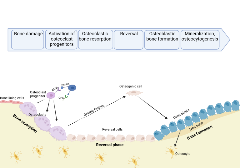 How do bones function and what are they made of? - Ossiform - W E PRINT ...