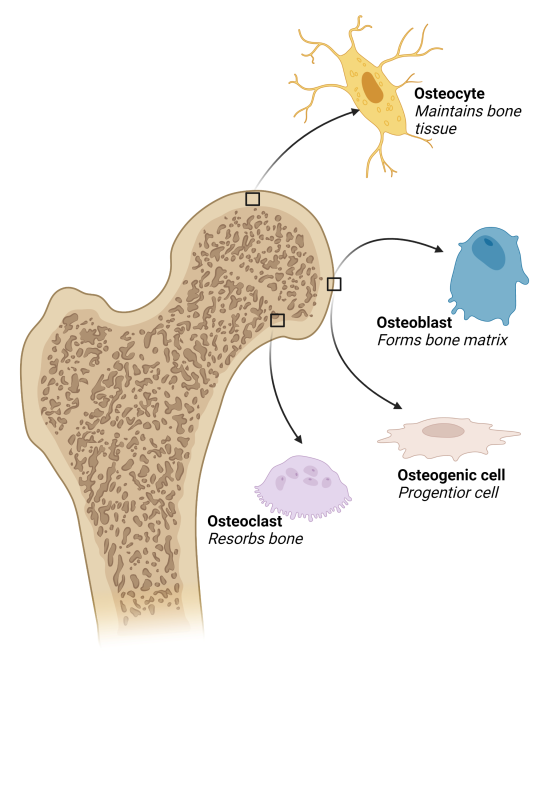 How do bones function and what are they made of? - Ossiform - W E PRINT ...