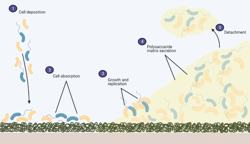 Biofilm - a brief introduction - Ossiform - W E PRINT BONE