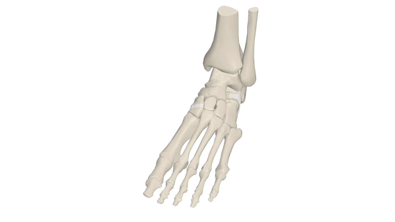 TECHNOLOGY - Ossiform - W E PRINT BONE